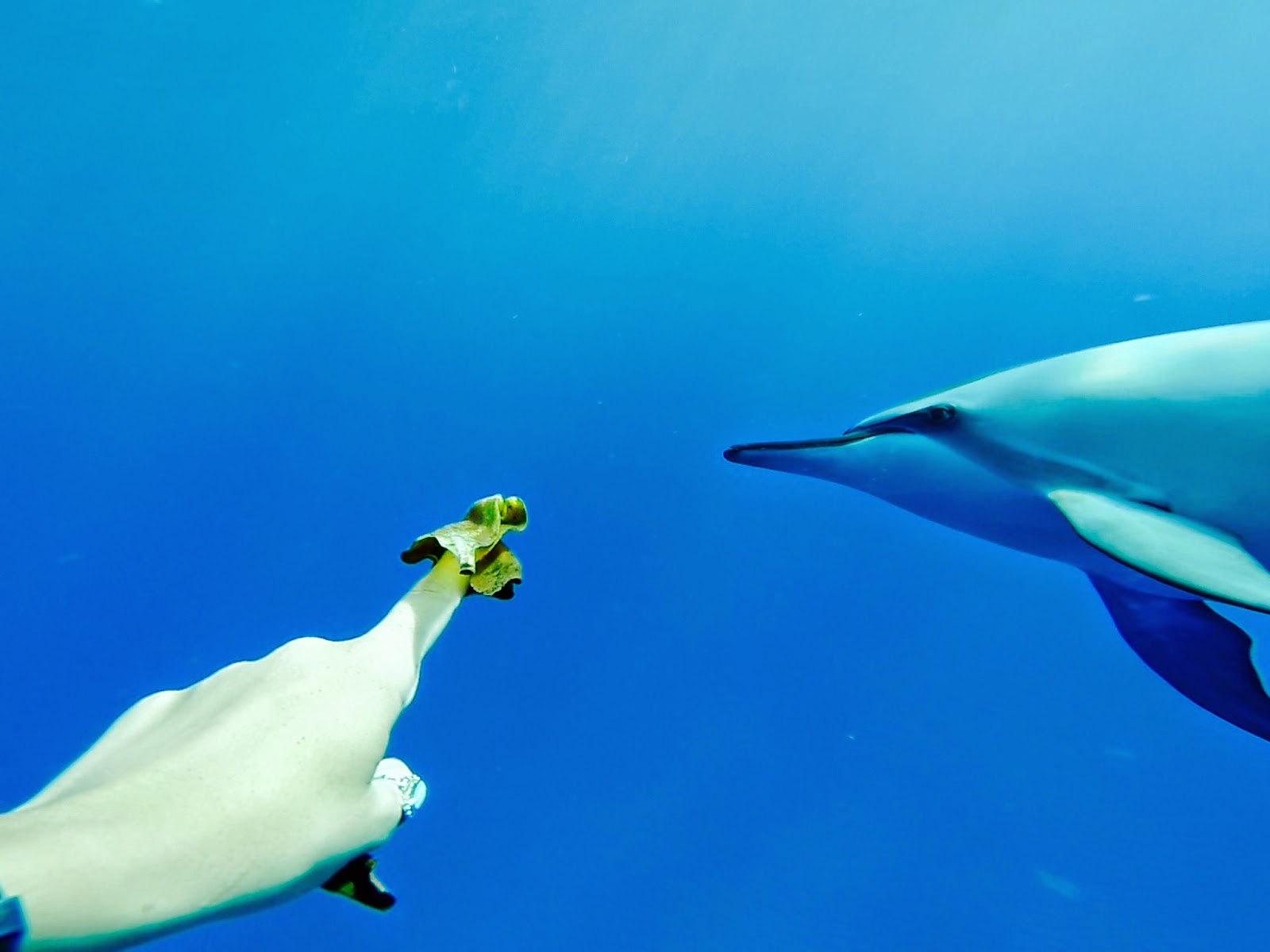 Visitng Kona? See Hawaii Oceanic! - Hawaii Attractions